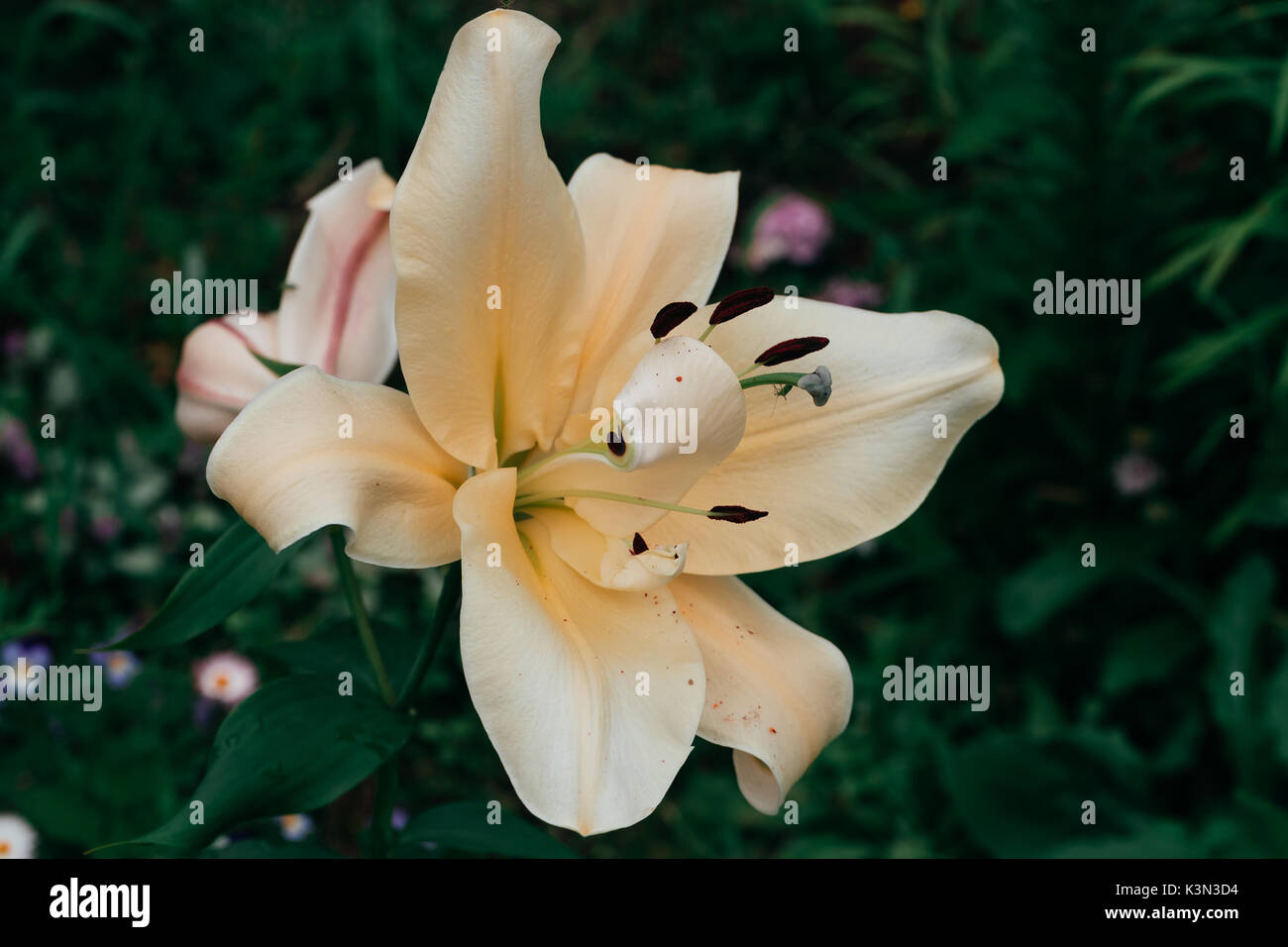 Giant floral hi-res stock photography and images - Alamy