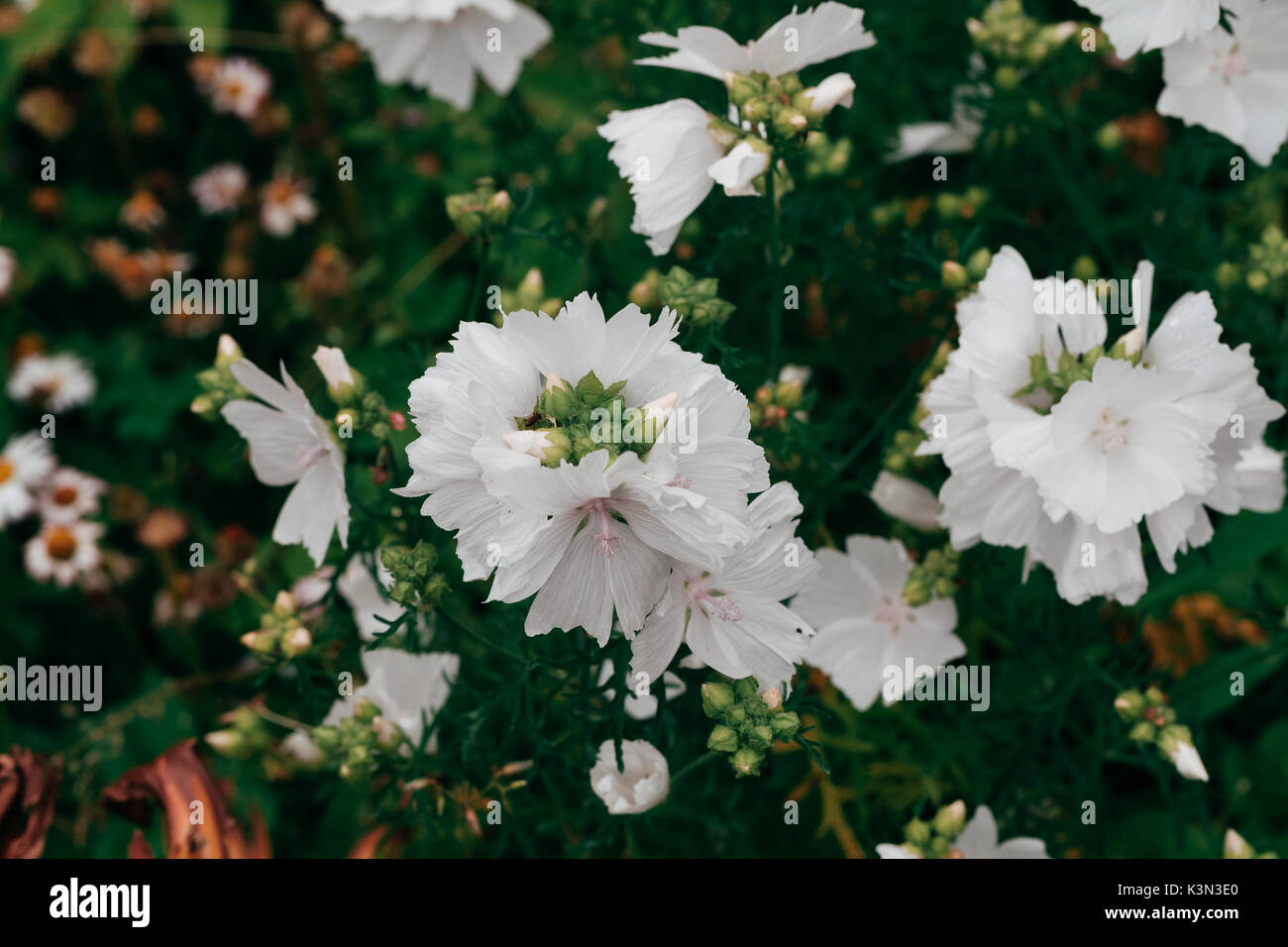 White Musk Mallow Flower High Resolution Stock Photography and Images ...