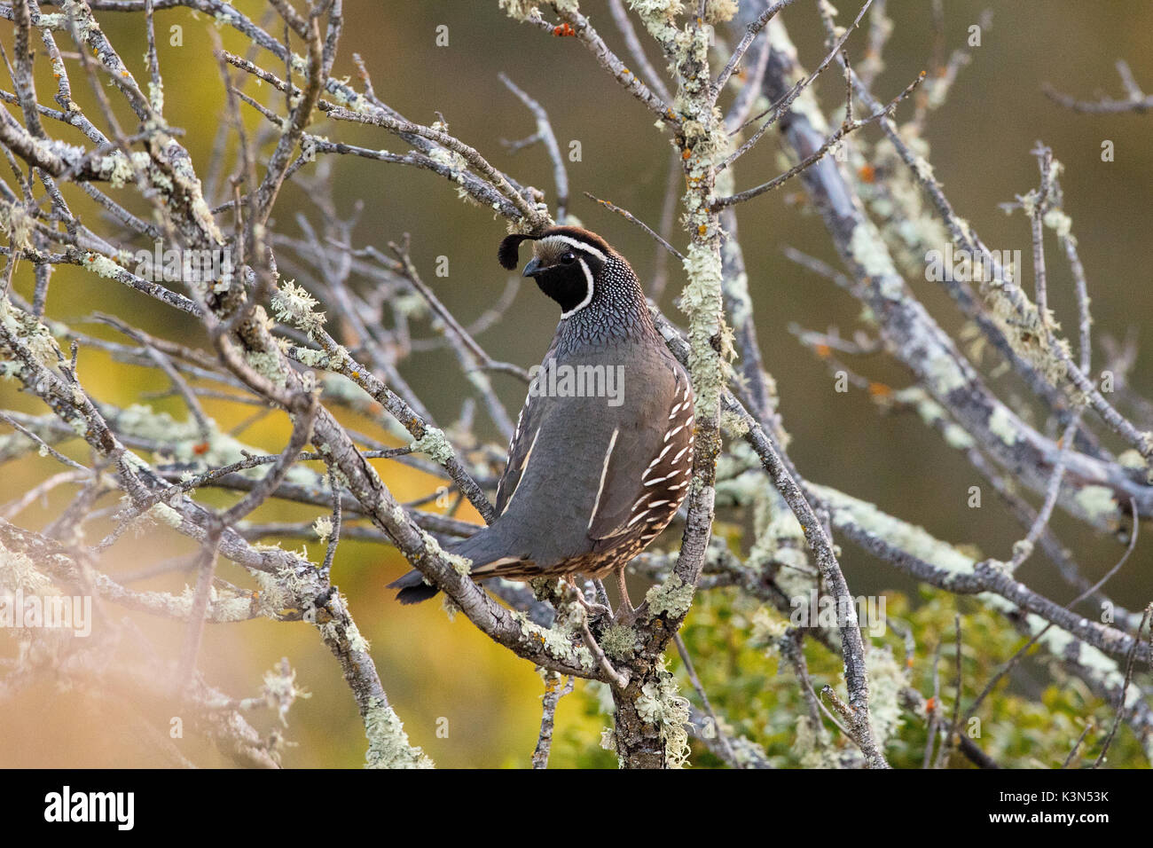 Callipepla californica valley quail hi-res stock photography and images ...