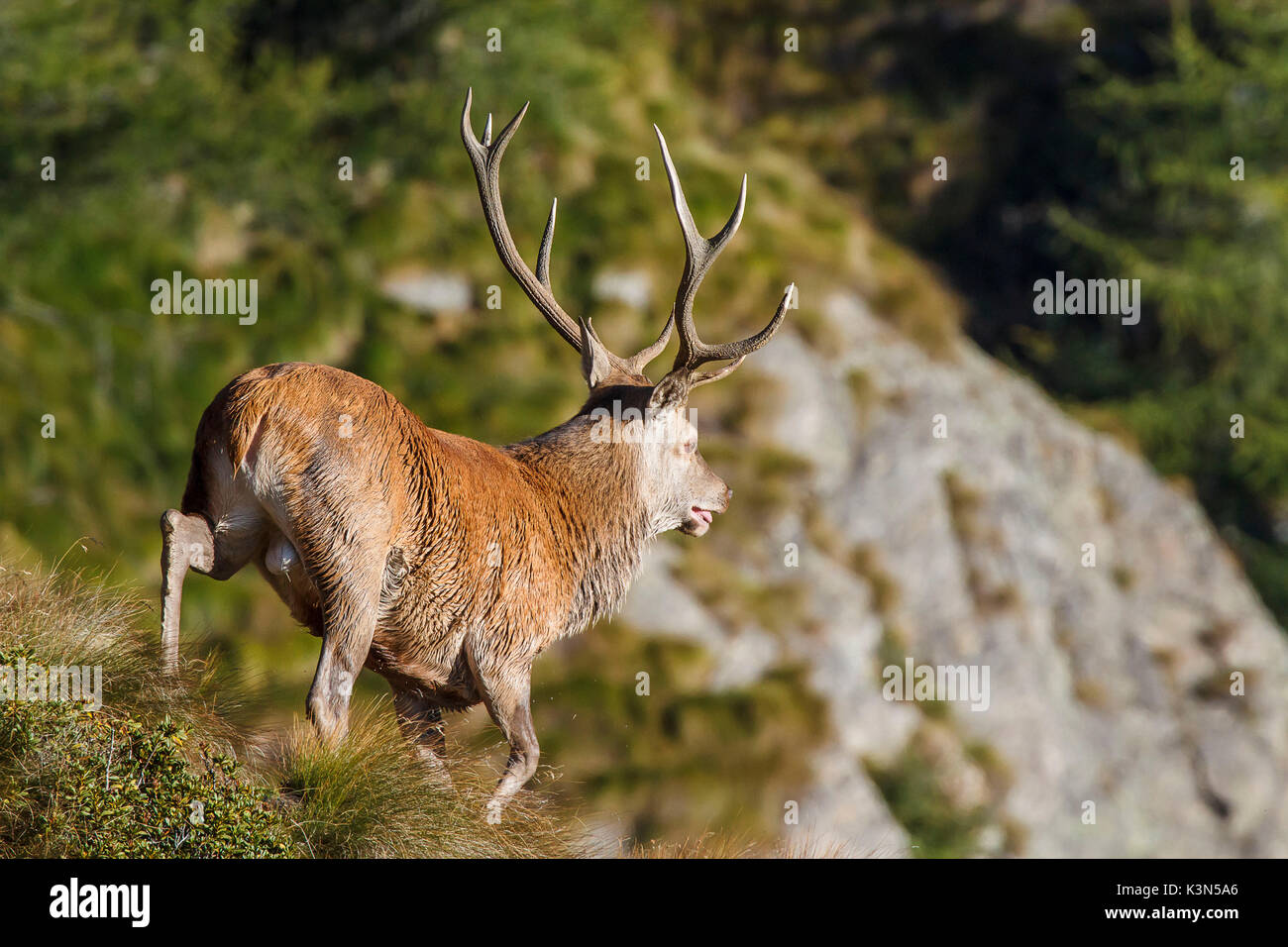 Lombardy, Italy. Red deer Stock Photo - Alamy