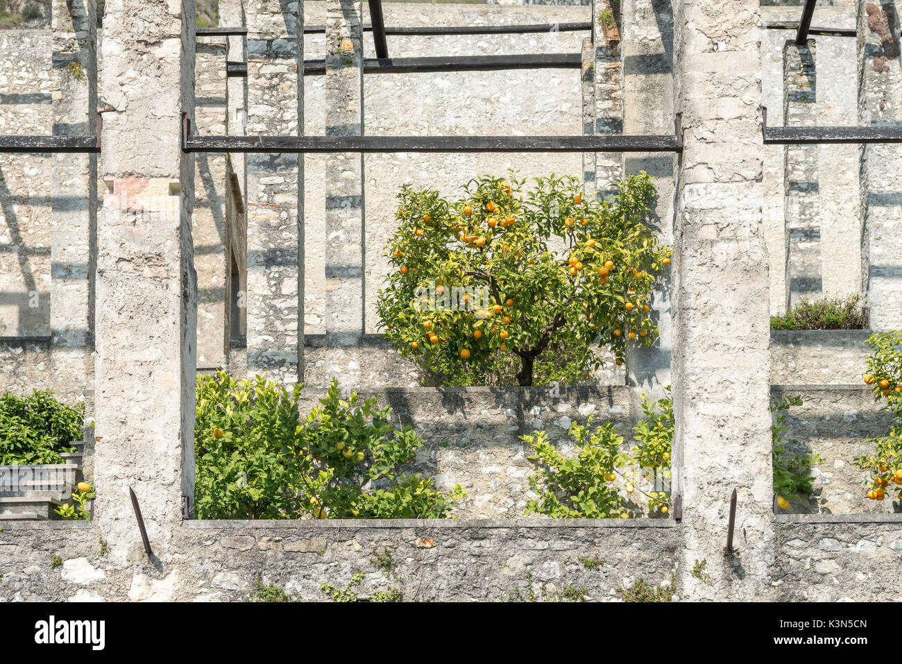 Gargnano, Lake garda, Brescia province, lombardy, Italy. Old lemon ...