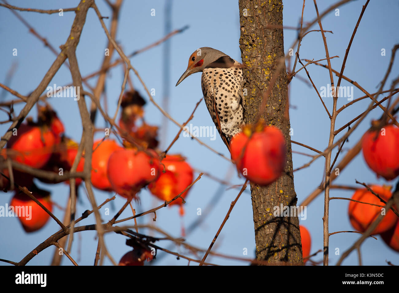 Northern flicker bird hi-res stock photography and images - Alamy