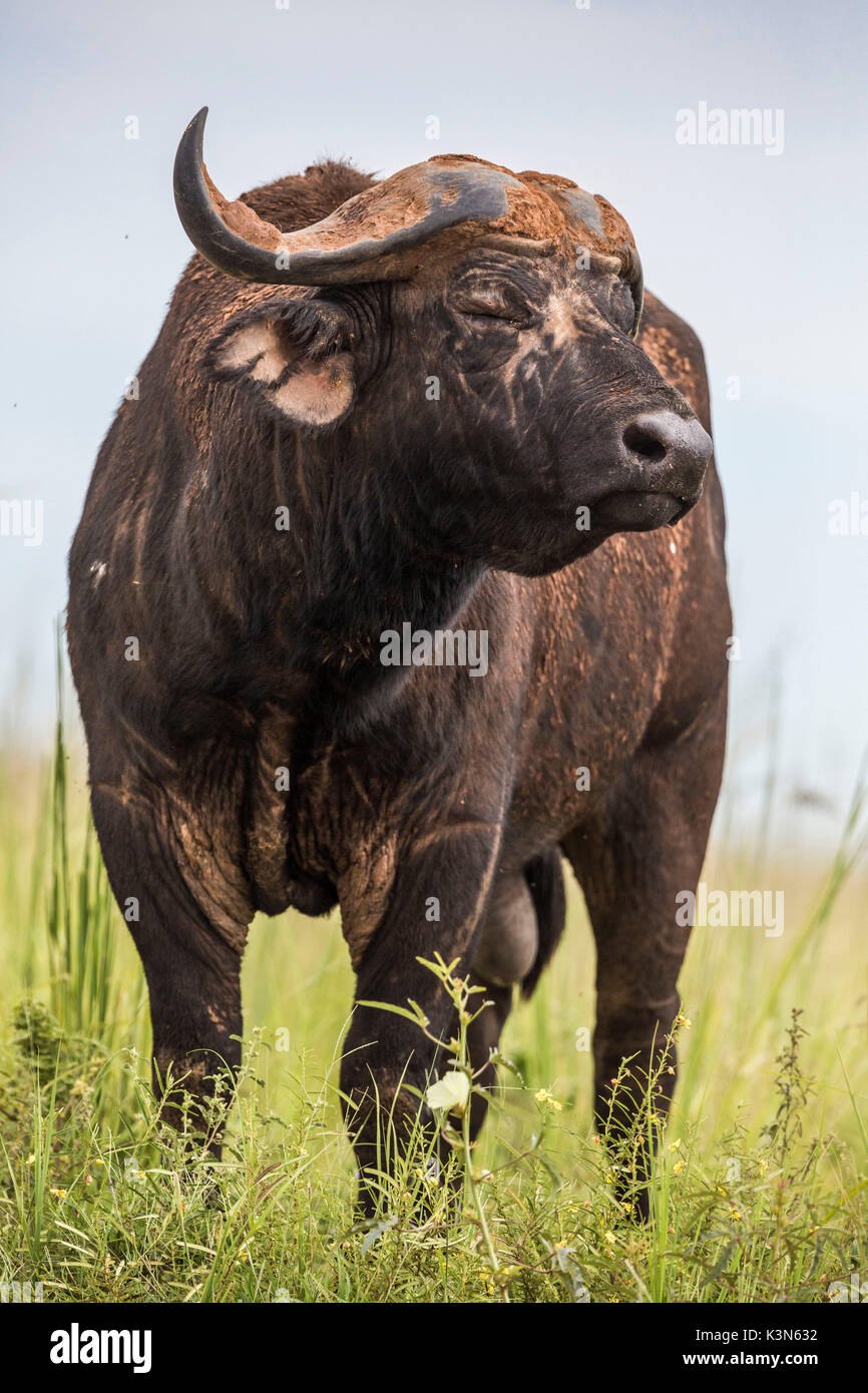 African buffalo bull portrait taken in Murchison's Falls National Park ...