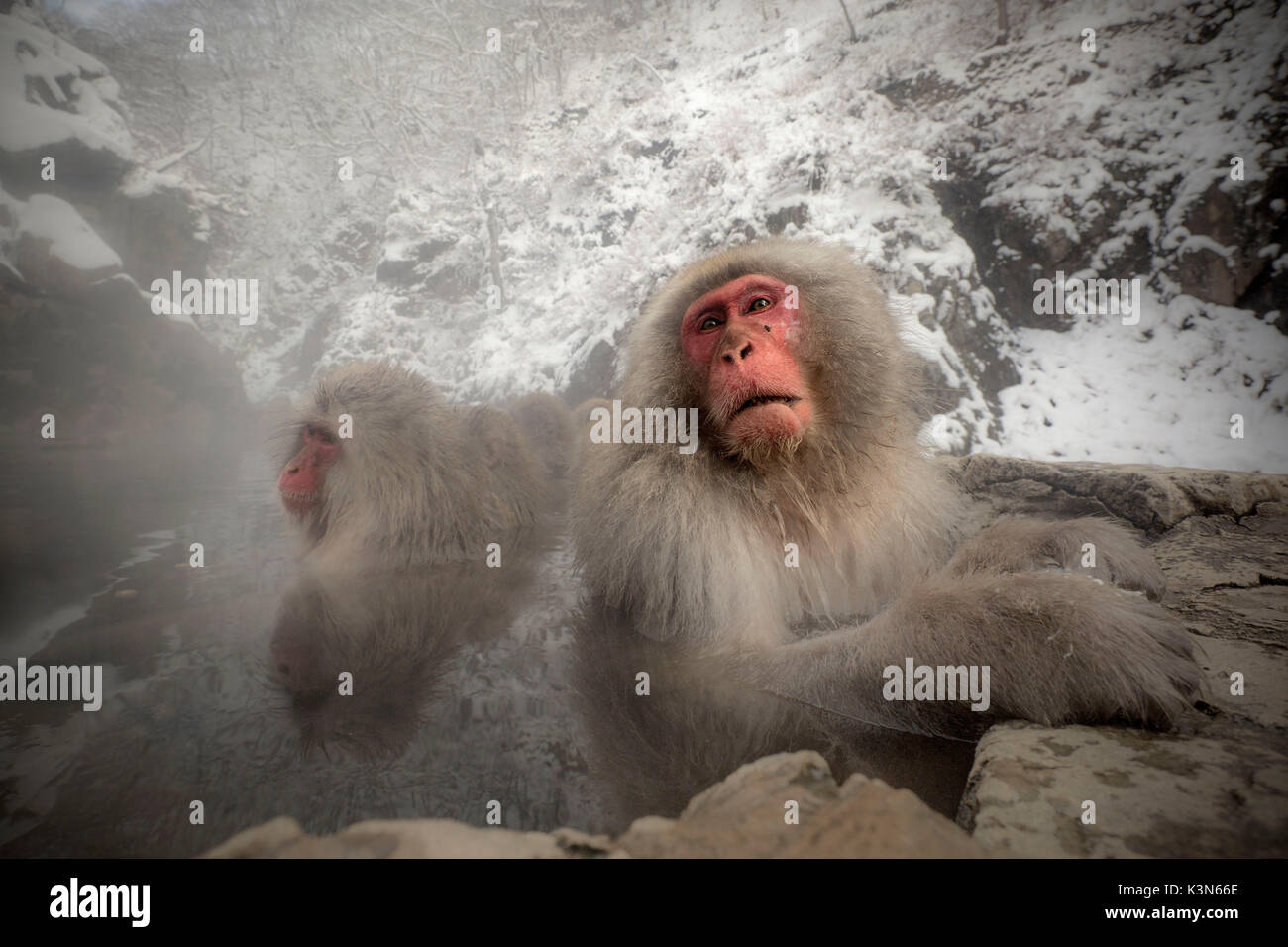 Monkey hot springs hi-res stock photography and images - Alamy