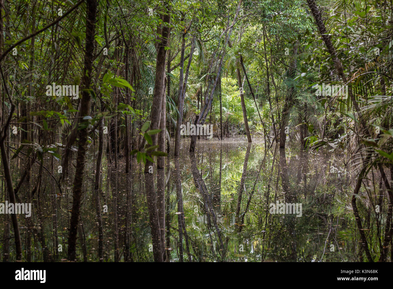 The flooded forest of the Rio negro Basin depicted in early August when ...