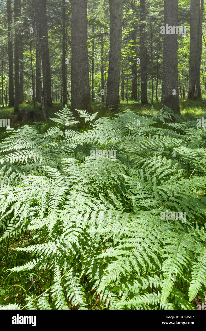 Europe, Italy, Veneto, Cadore. Green carpet of ferns in the undergrowth ...