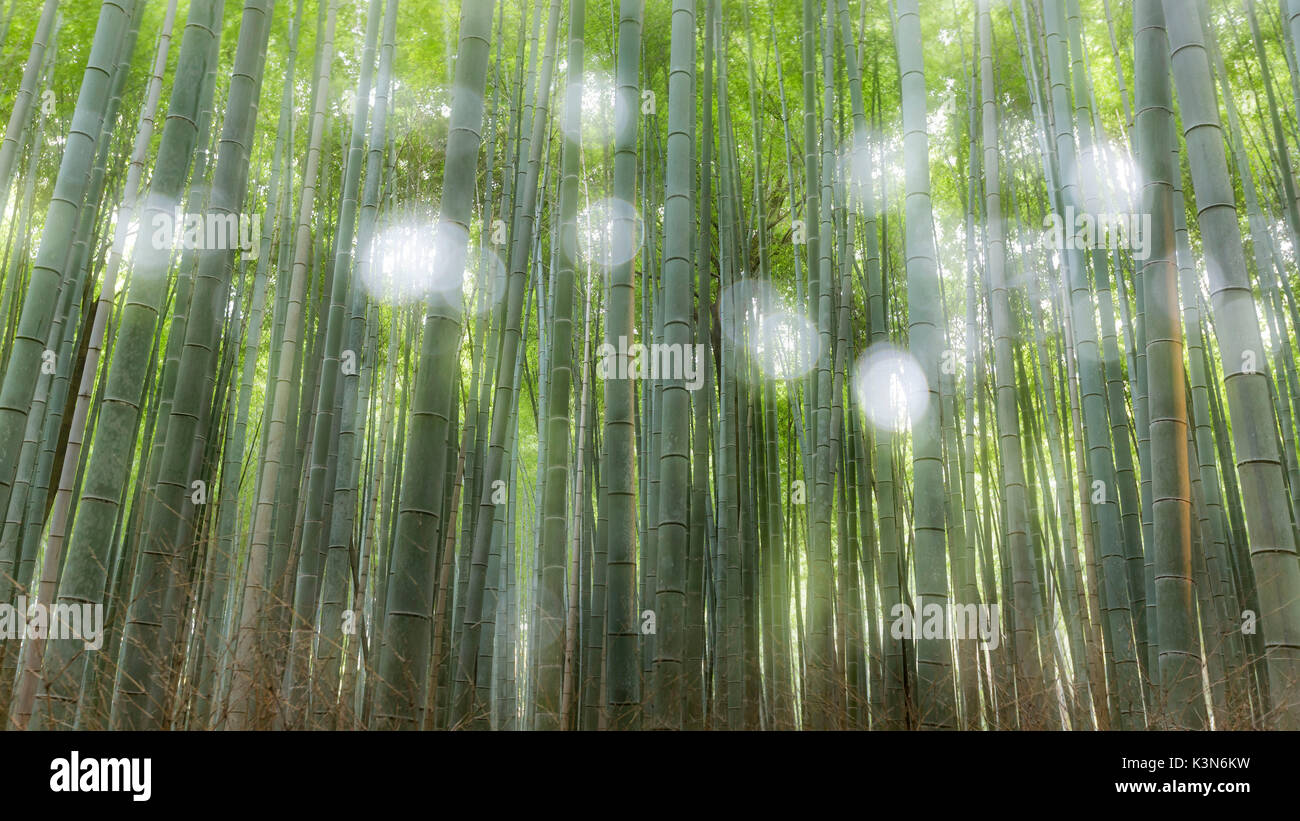Arashiyama bamboo forest, Kyoto, Japan Stock Photo - Alamy