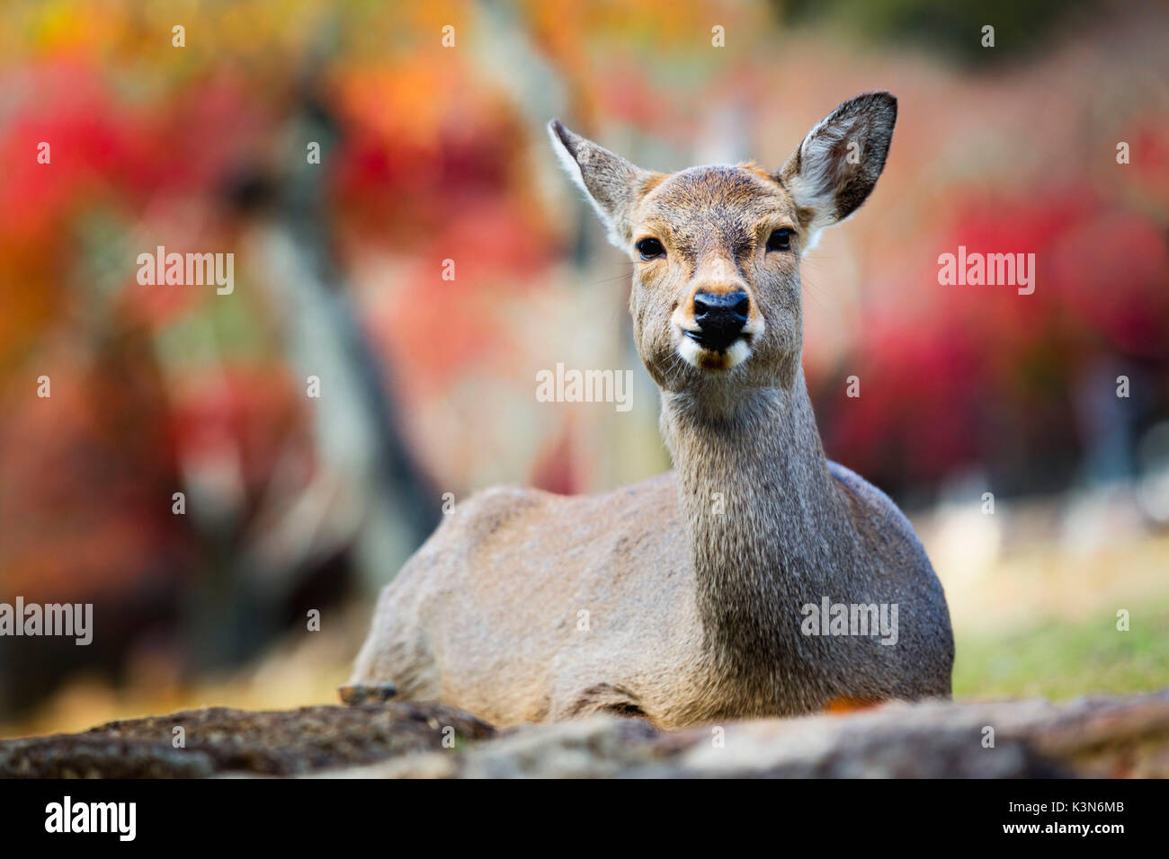 Japan sika deer hi-res stock photography and images - Alamy