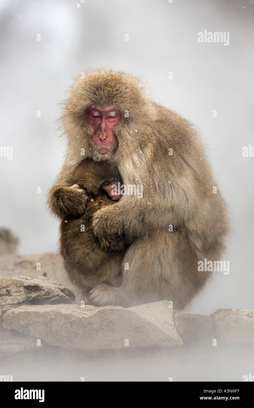 Snow monkeys of Jogokudani valley, Nakano, Nagano prefecture, Japan ...