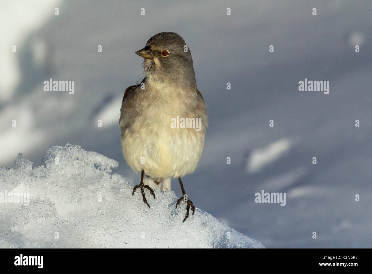 White winged snow finch hi-res stock photography and images - Alamy