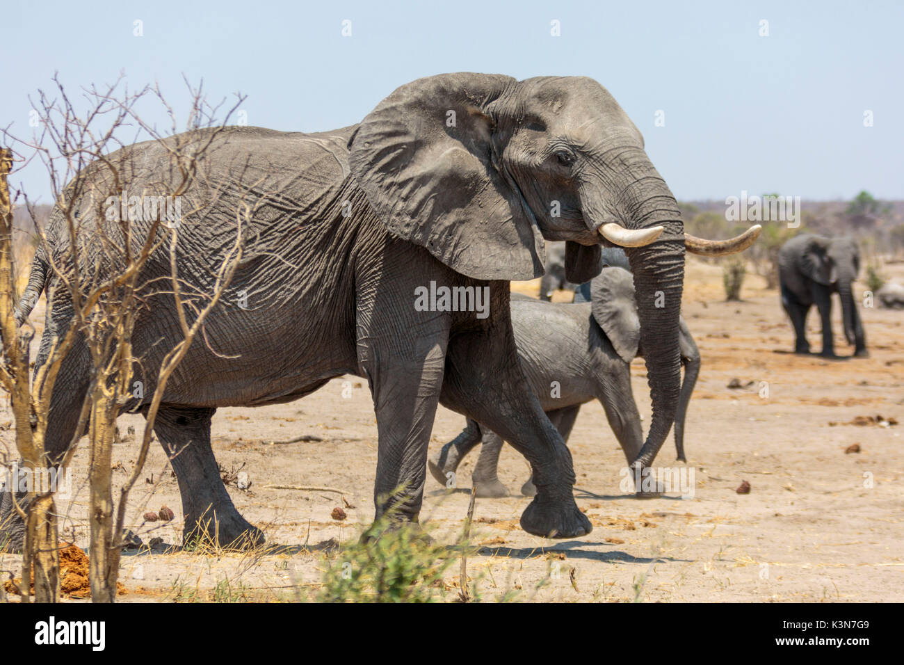 Kalahari elephant hi-res stock photography and images - Alamy
