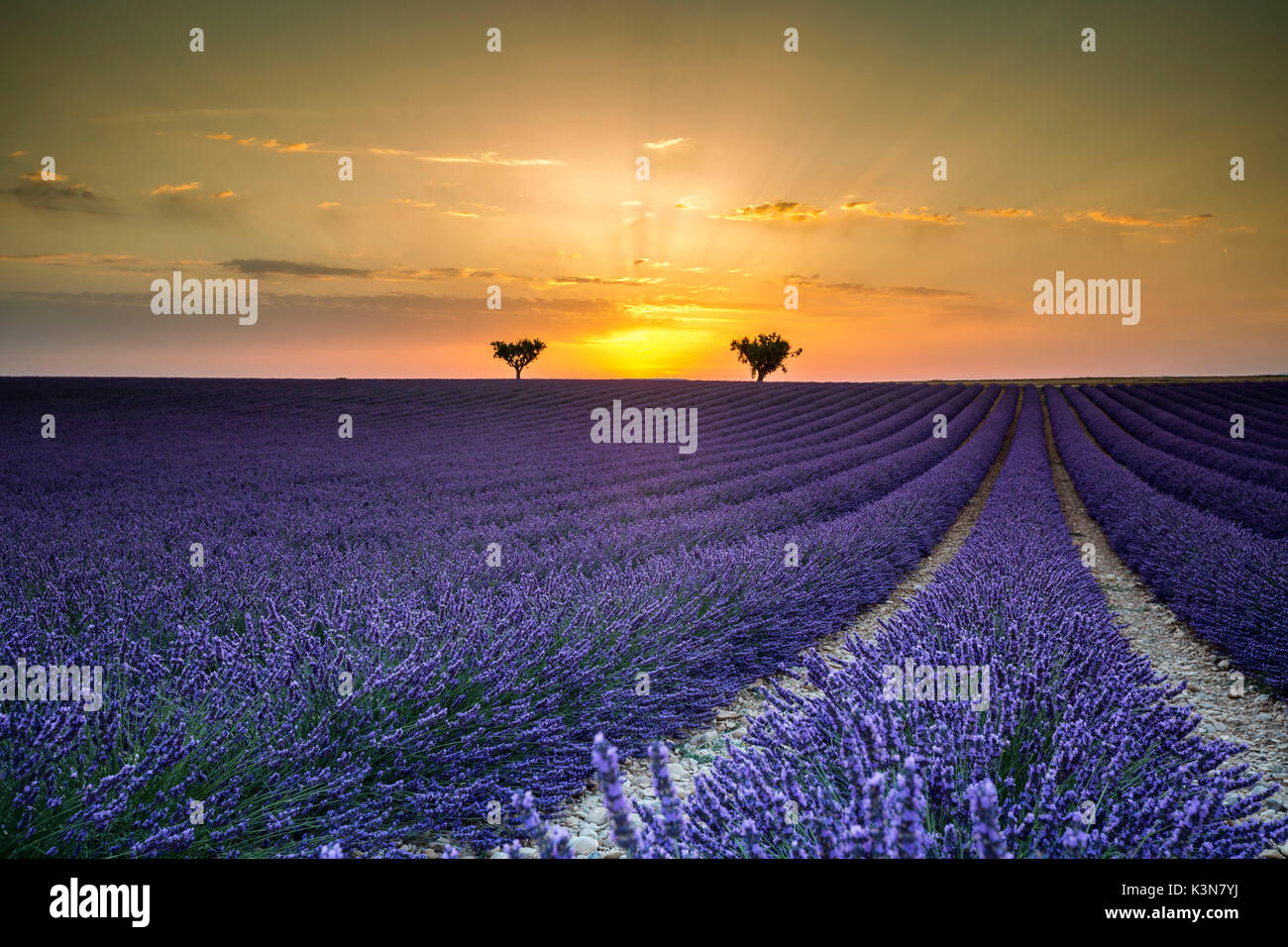 Lavender raws with trees at sunset. Plateau de Valensole, Alpes-de ...