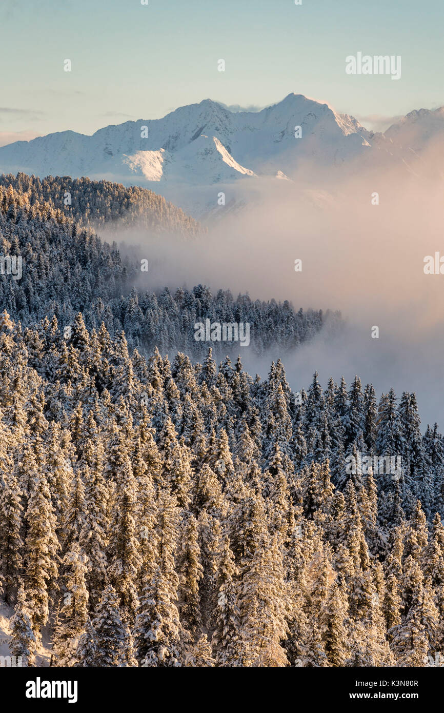 Pines covered in snow and Dolomites on the background. Passo delle Erbe ...