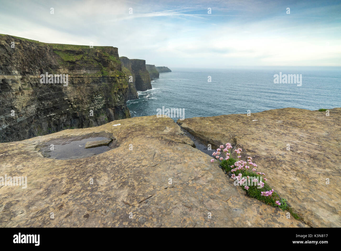 Flowers spring through rocks cliffs of moher hi-res stock photography ...