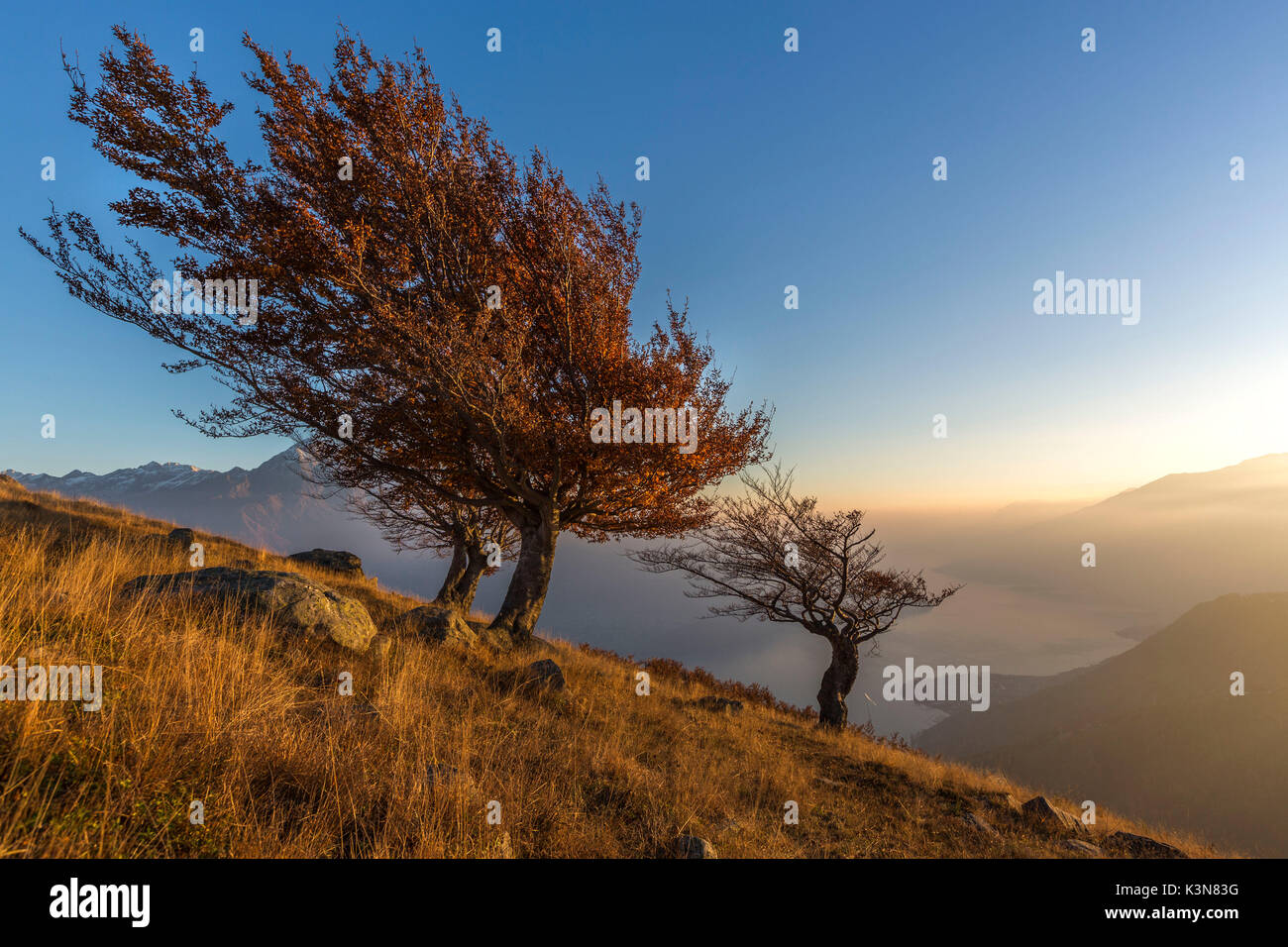 Three beech trees with Lake Como on the background. Alto Lario, Como ...