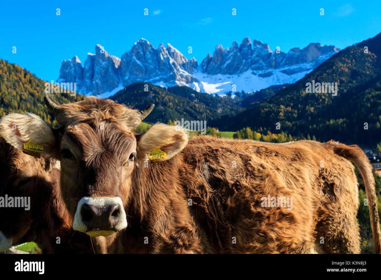Odle dolomiti hi-res stock photography and images - Alamy