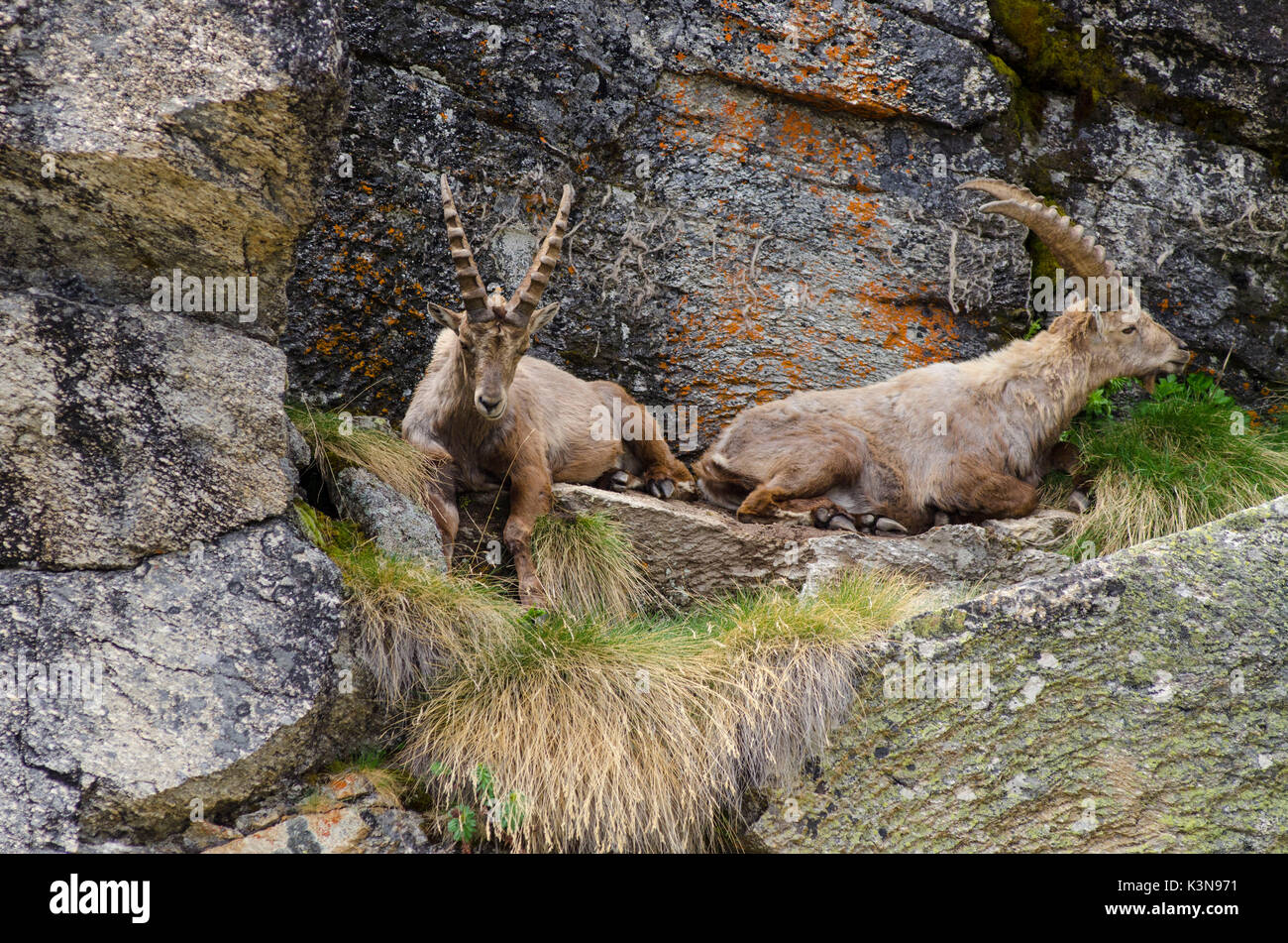 Sleeping ibex (Valsavarenche, Gran Paradiso National ParkAosta Valley ...