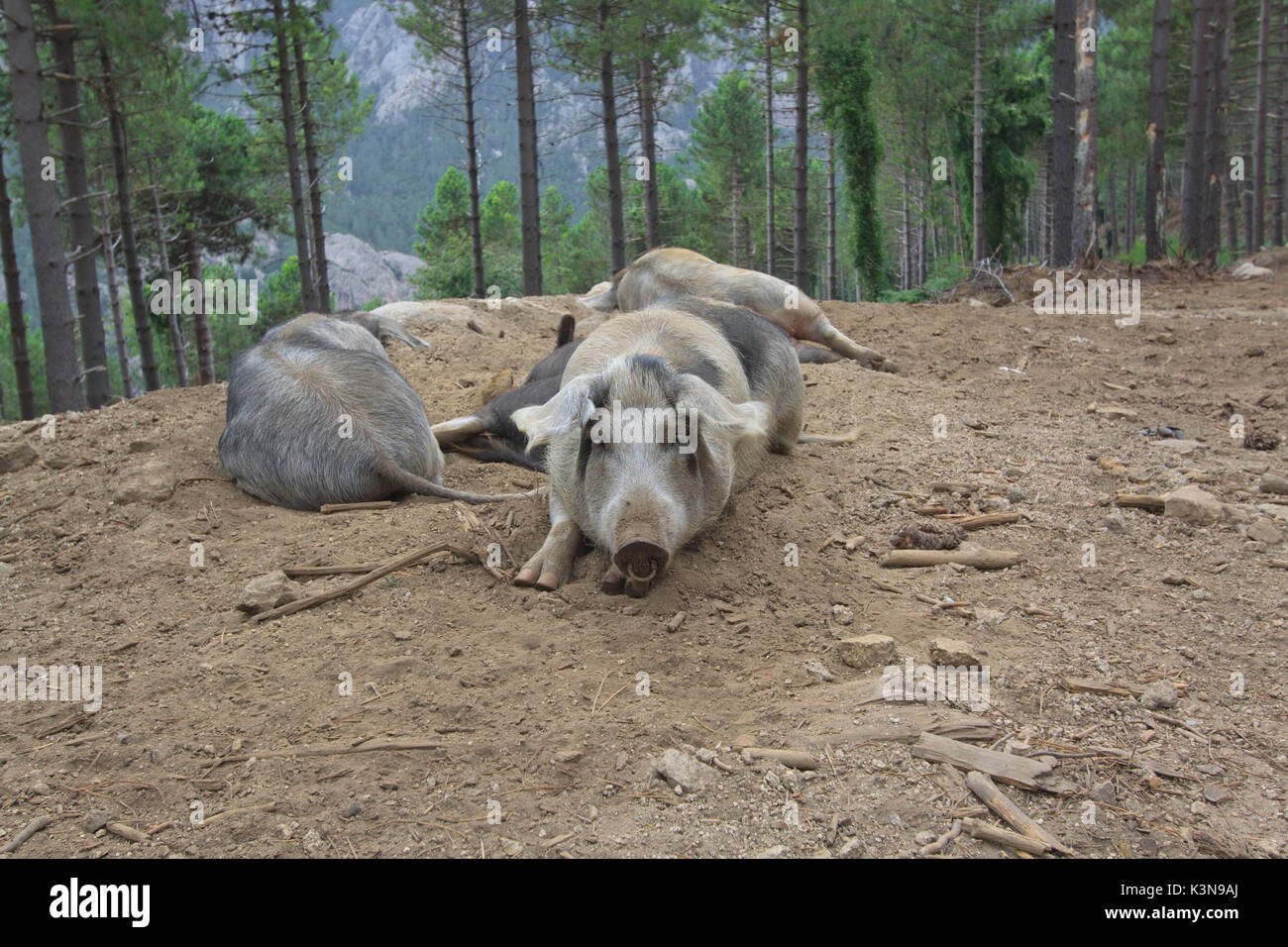 Endemic pigs of corse hi-res stock photography and images - Alamy