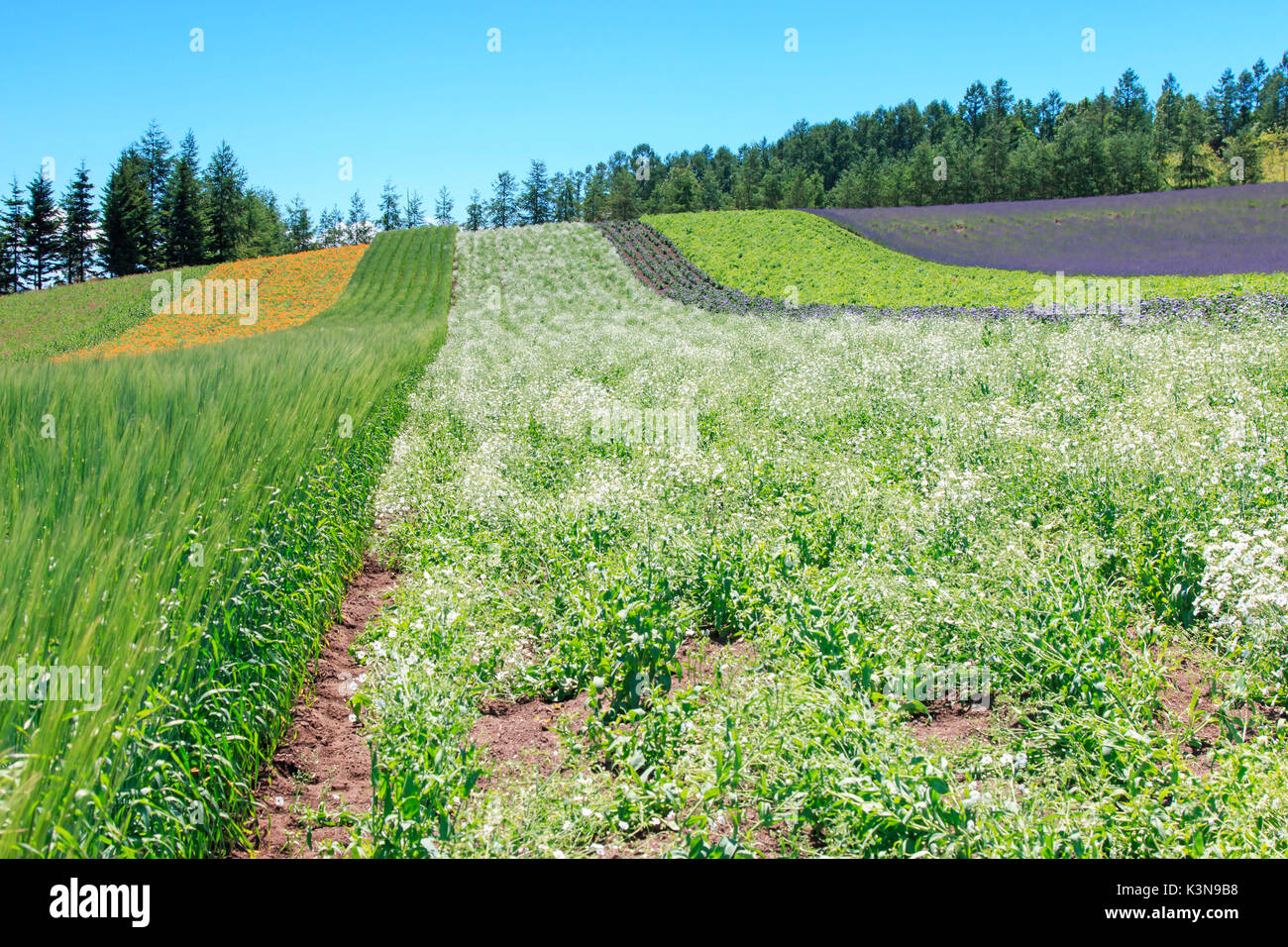 Irodori field of Tomita farm in Furano, Japan, Hokkaido Stock Photo - Alamy