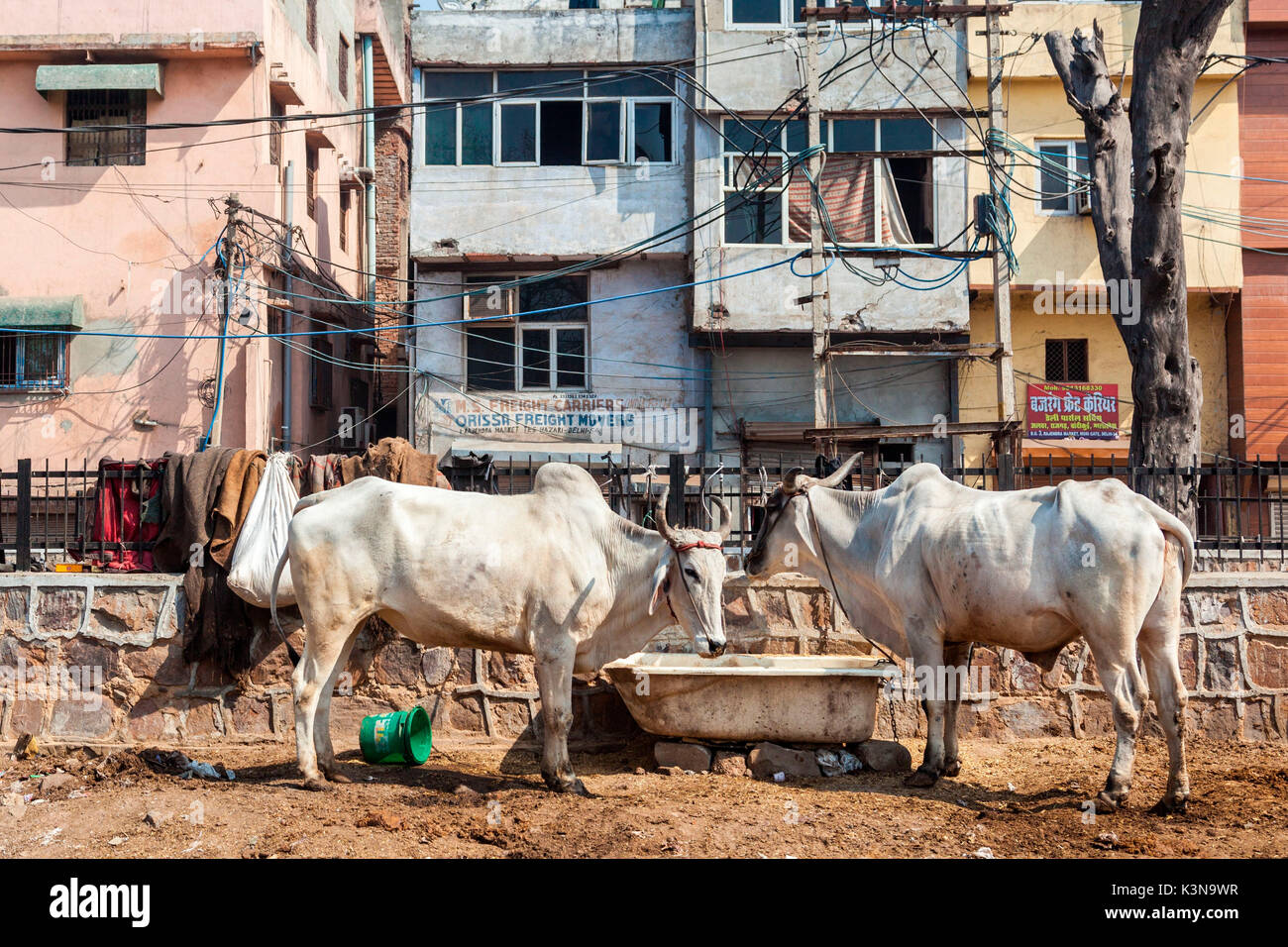 India, Delhi, cows in the street Stock Photo - Alamy