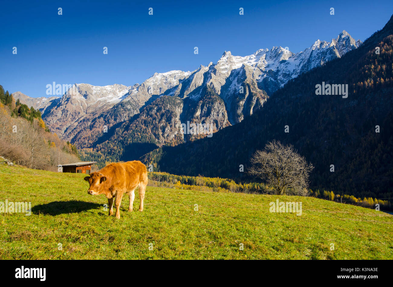 Bacun hi-res stock photography and images - Alamy