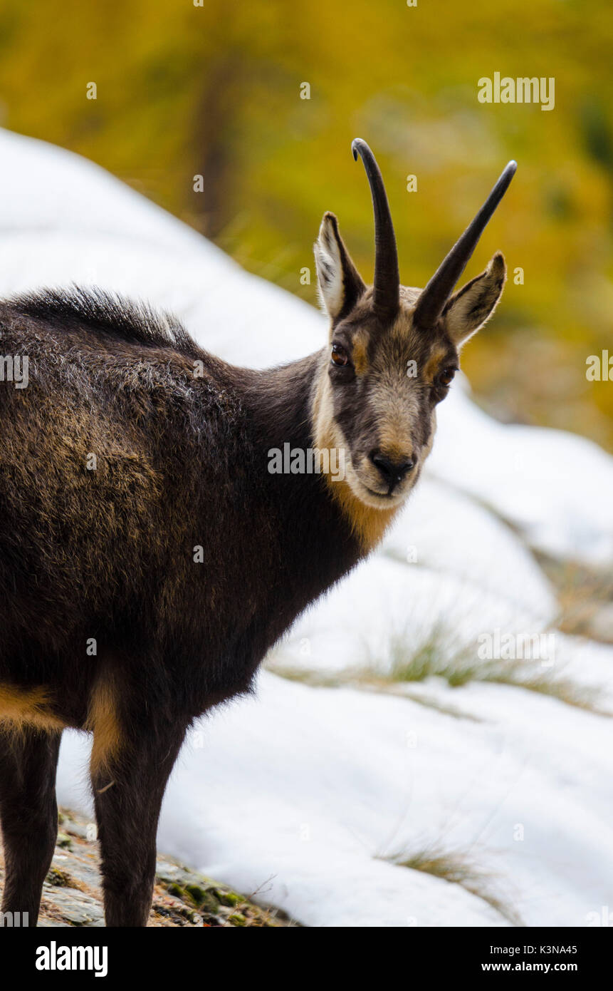 Mammals of the alps hi-res stock photography and images - Alamy