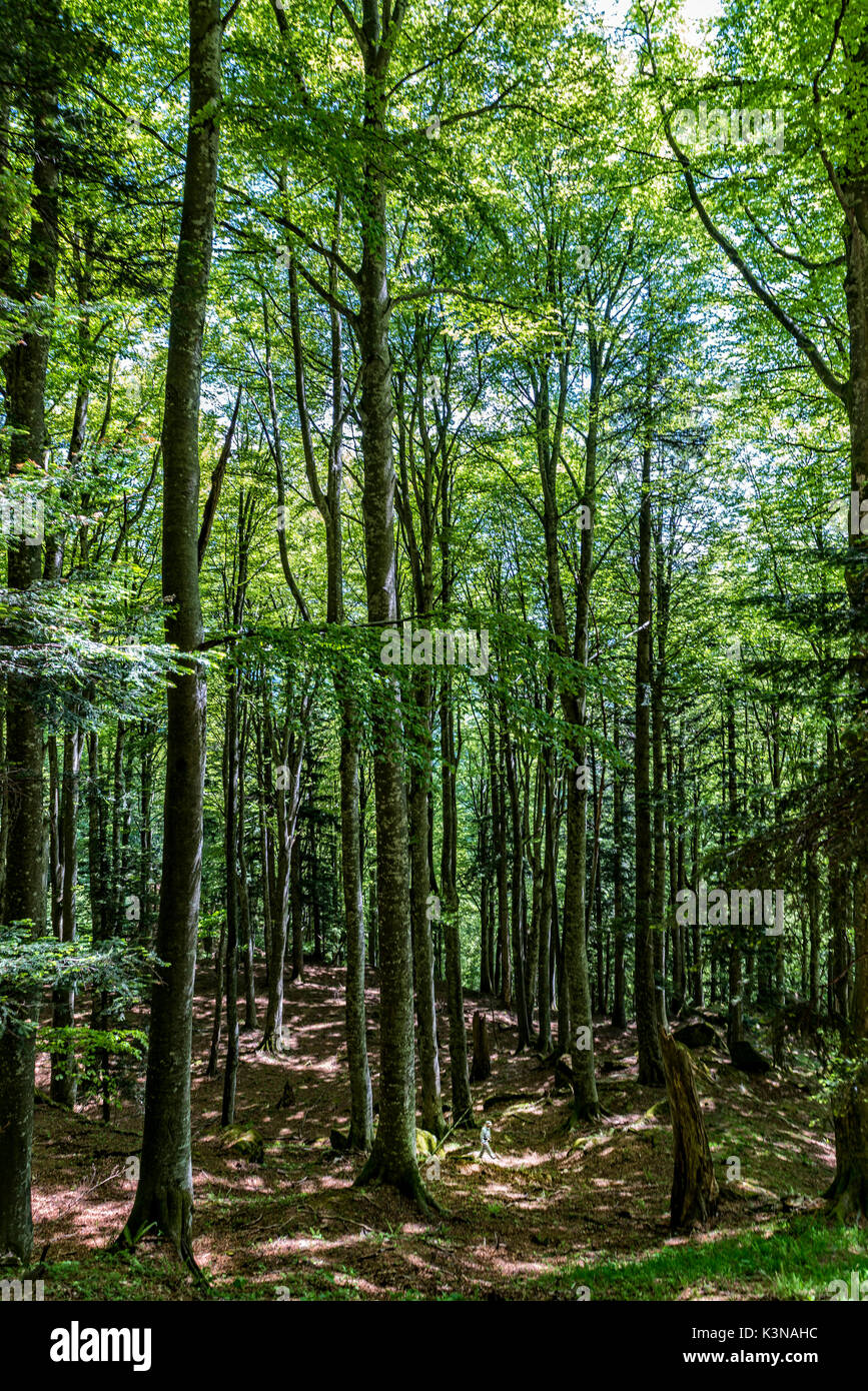 Old forest ranger hi-res stock photography and images - Alamy