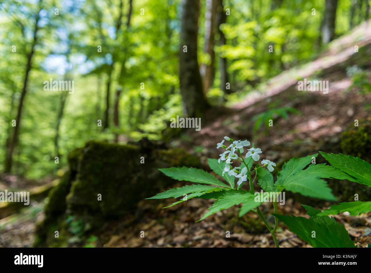 Sasso fratino natural integral reserve hi-res stock photography and ...