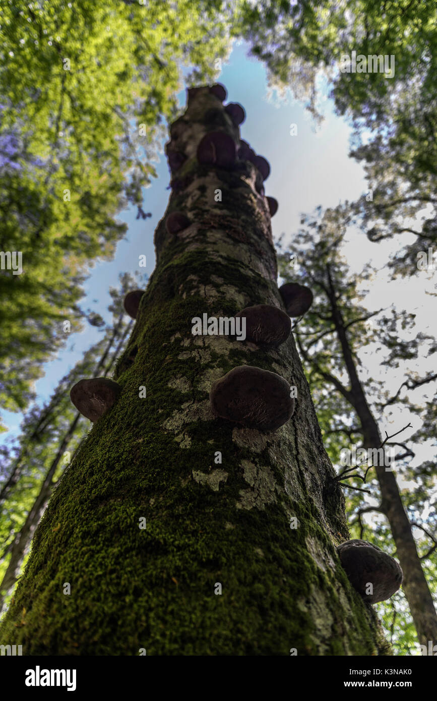 Saprophyte hi-res stock photography and images - Alamy