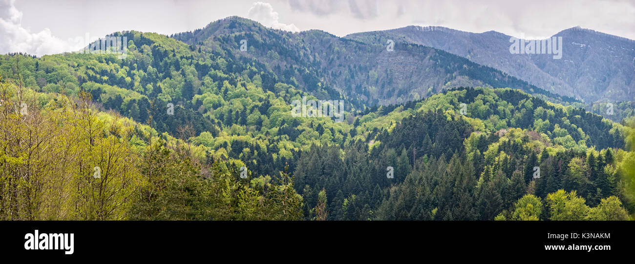 Tonalities of green in the forest hi-res stock photography and images ...