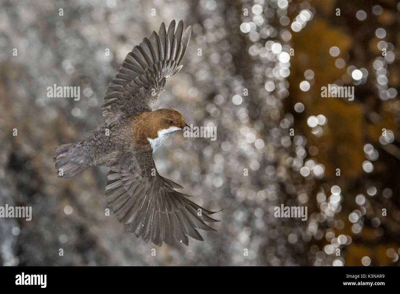 White throated dipper in flight hi-res stock photography and images - Alamy