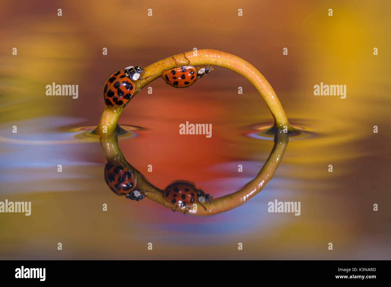 Ladybugs hi-res stock photography and images - Alamy