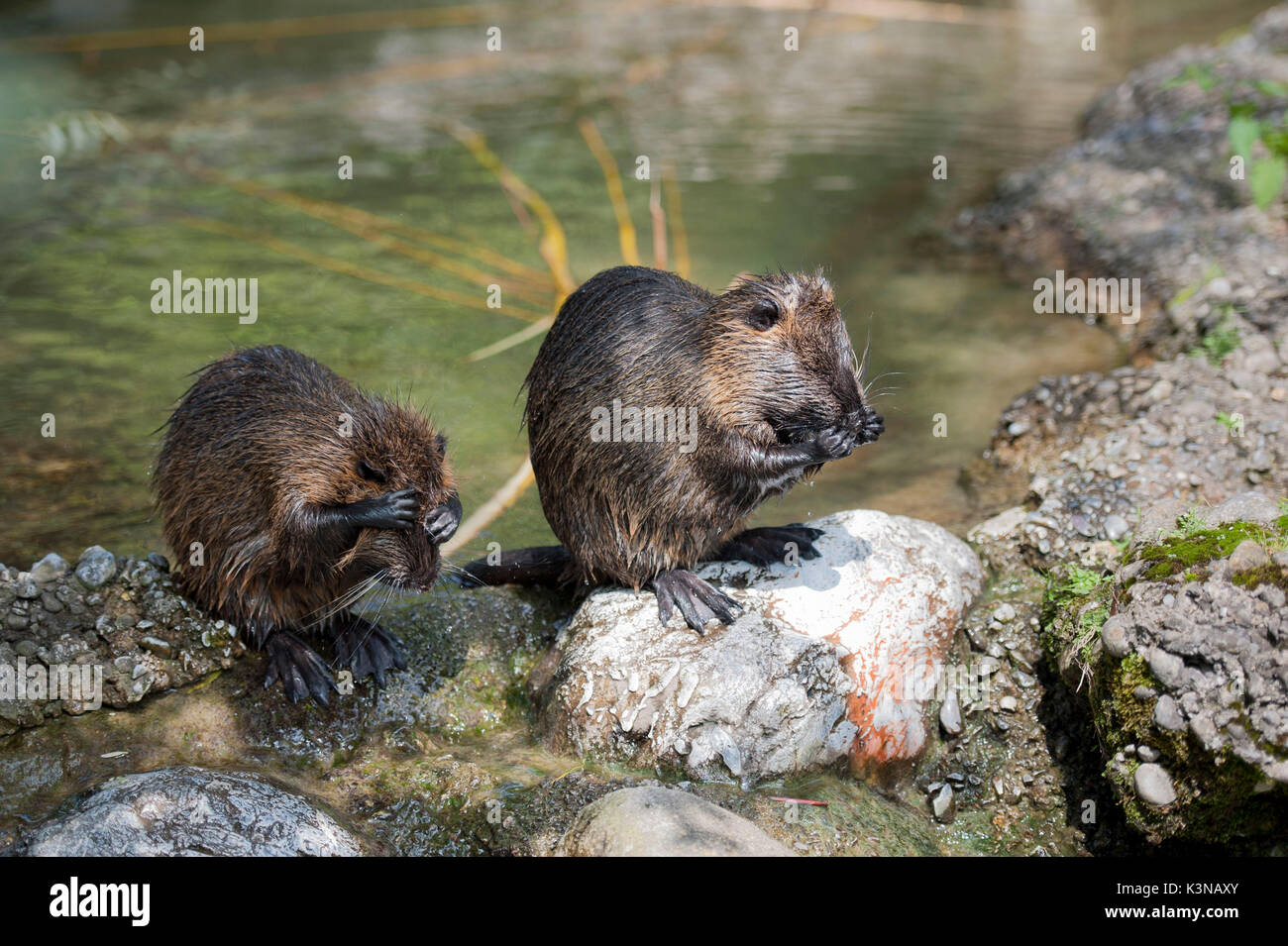 Myocastor coypus hi-res stock photography and images - Alamy