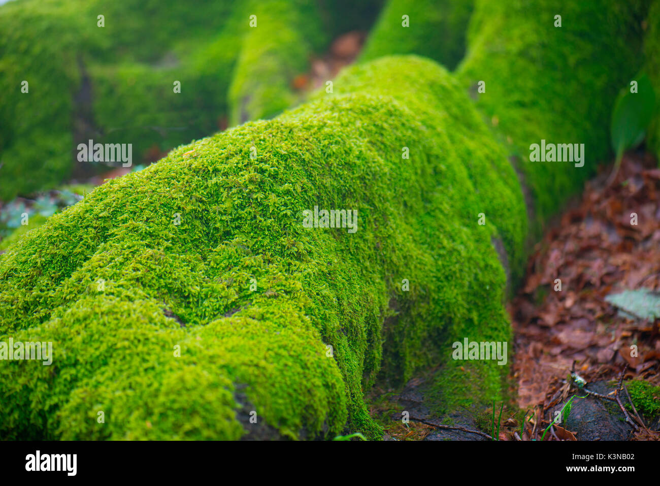 The root of a large tree covered with green moss in the underwood Stock ...