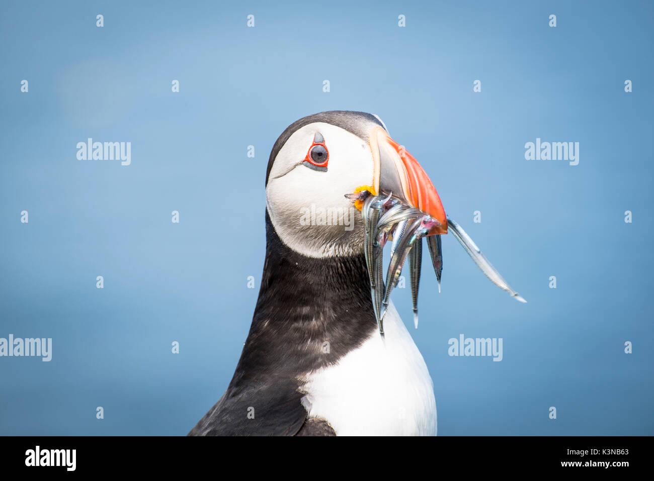 Puffin catch faroe islands hi-res stock photography and images - Alamy