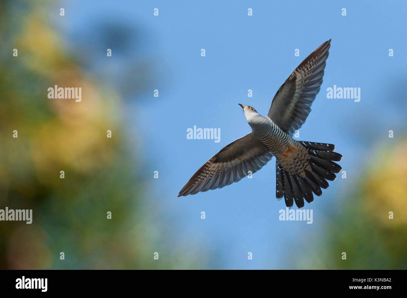 Cuckoo in flight hi-res stock photography and images - Alamy