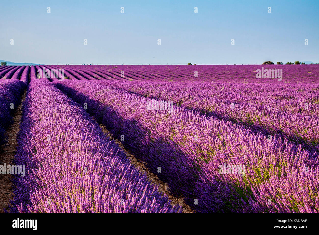 France, Provence Alps Cote d'Azur, Haute Provence, Plateau of Valensole ...