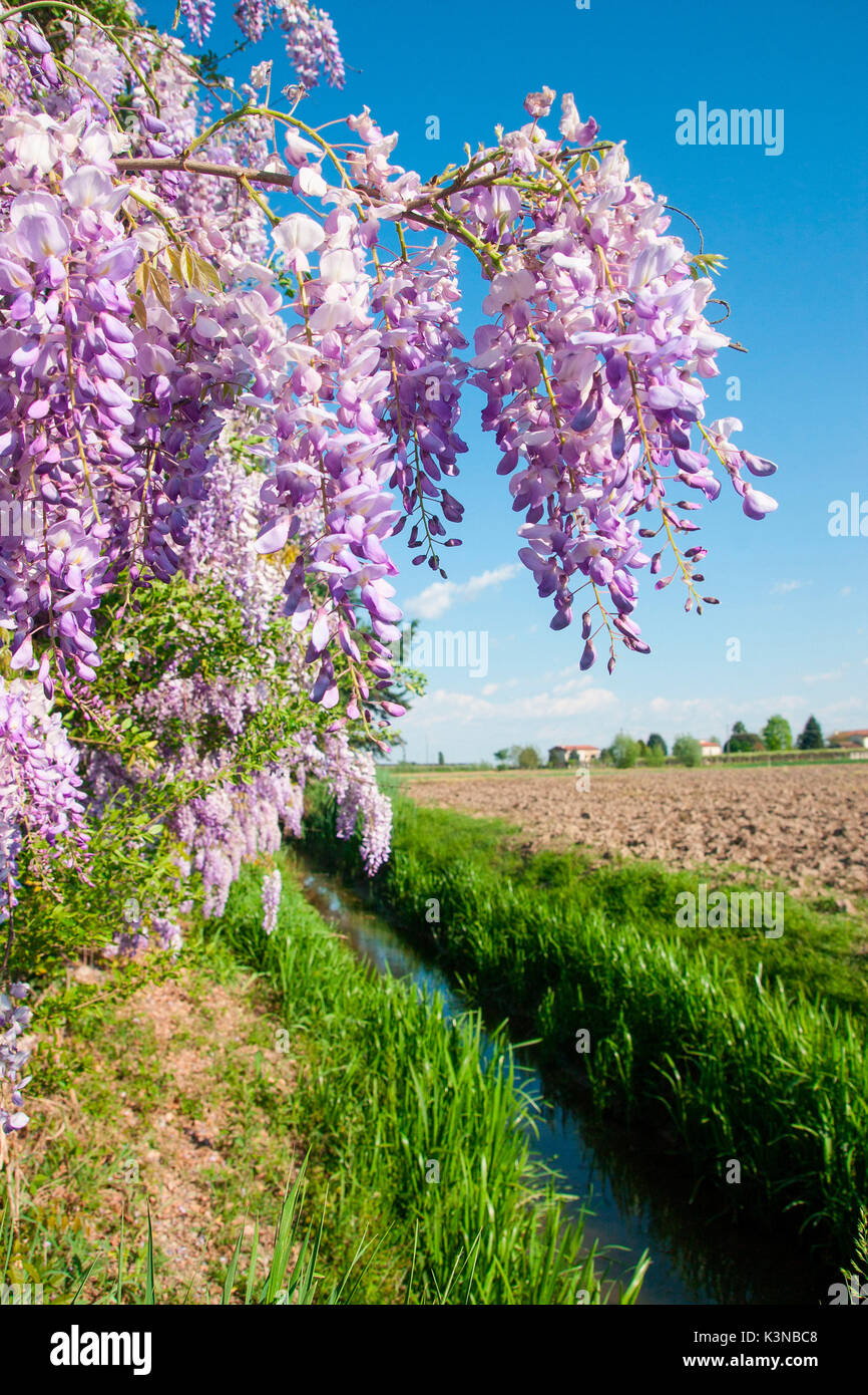 Spring flowering wisteria sinensis. Verona countryside - Veneto Stock ...