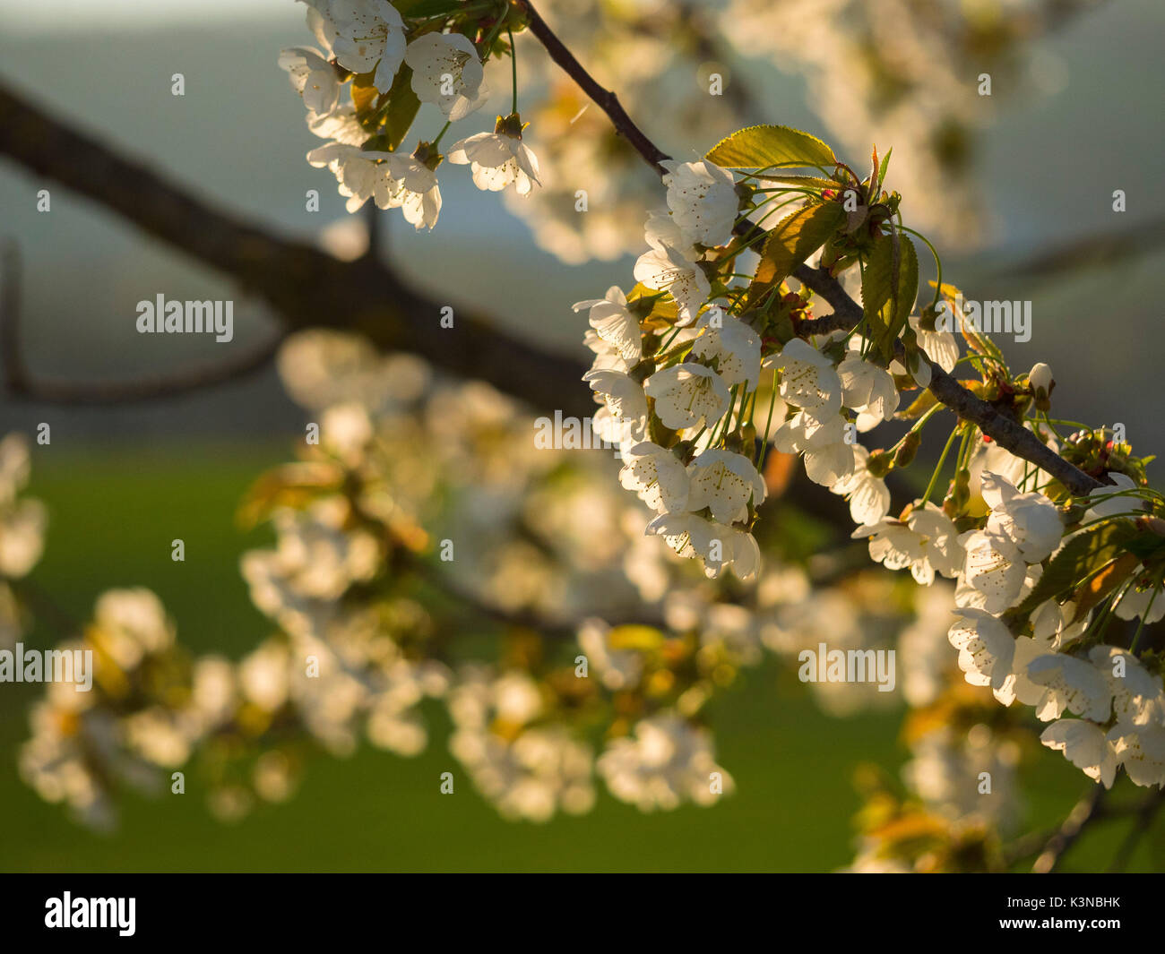 Peach sunset hi-res stock photography and images - Alamy