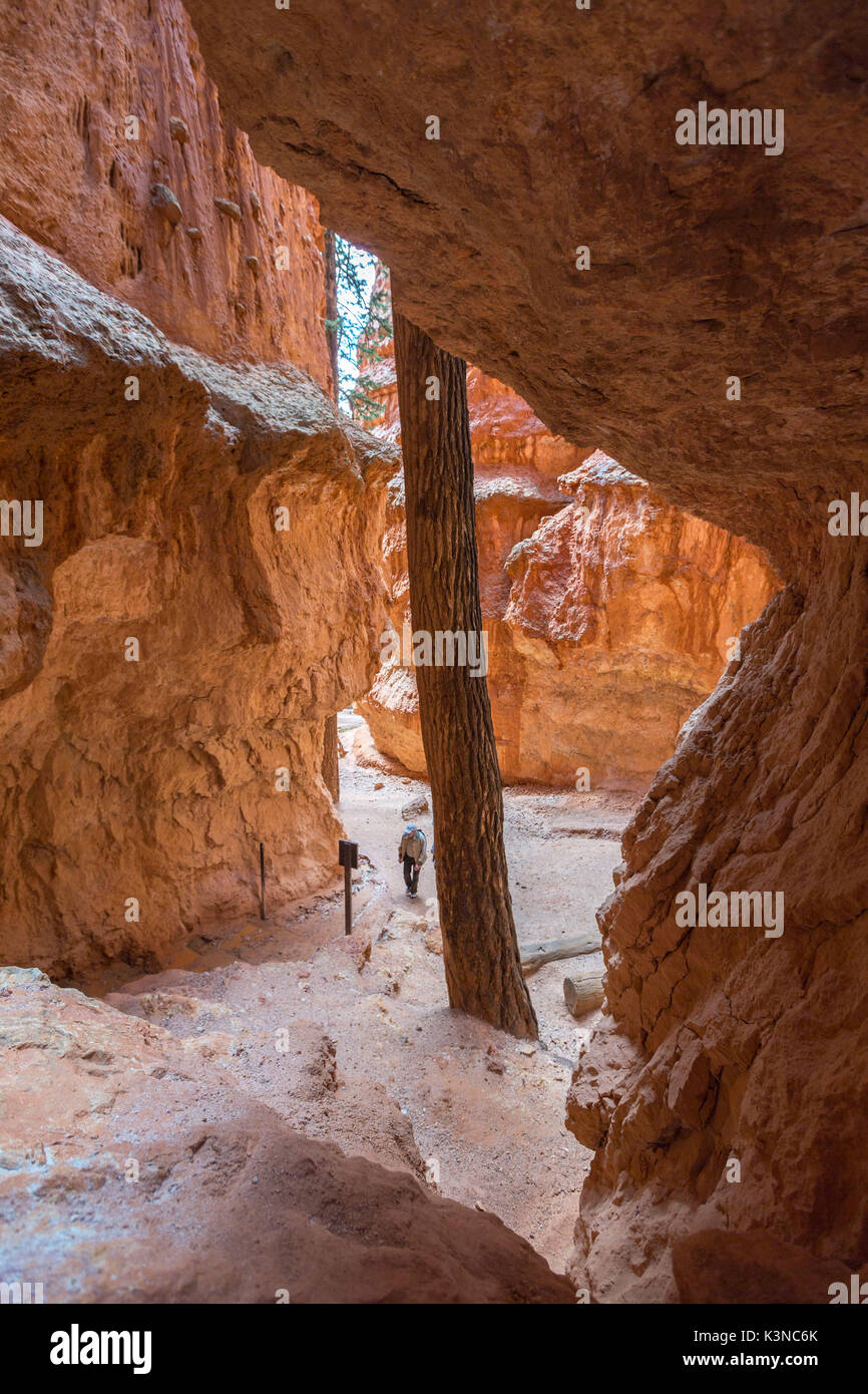 Hiker through Wall Street gorge. Navajo Loop Trail, Bryce Canyon ...