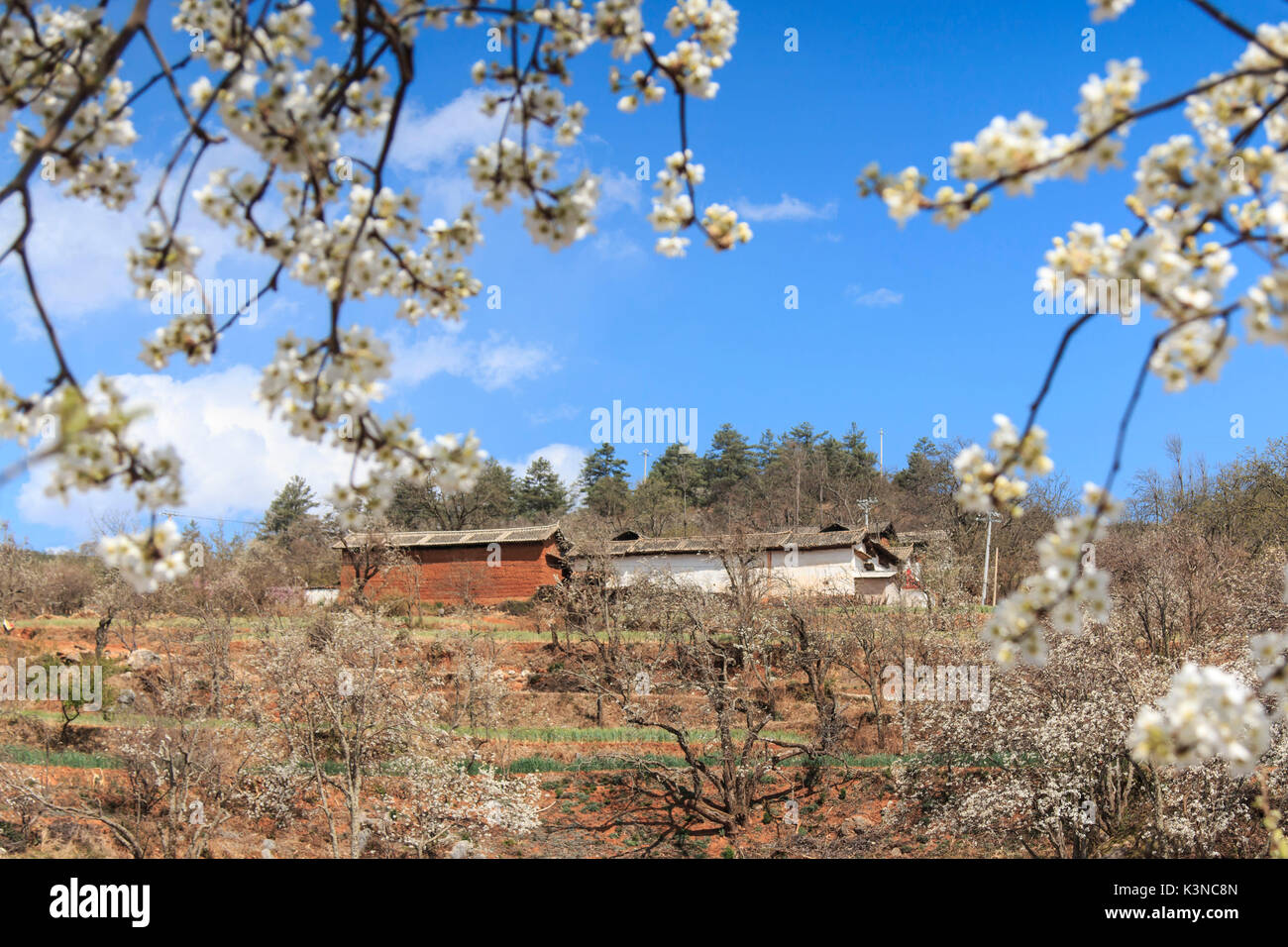 Pear Trees in full bloom near the village on Heqing, Yunnan in China ...
