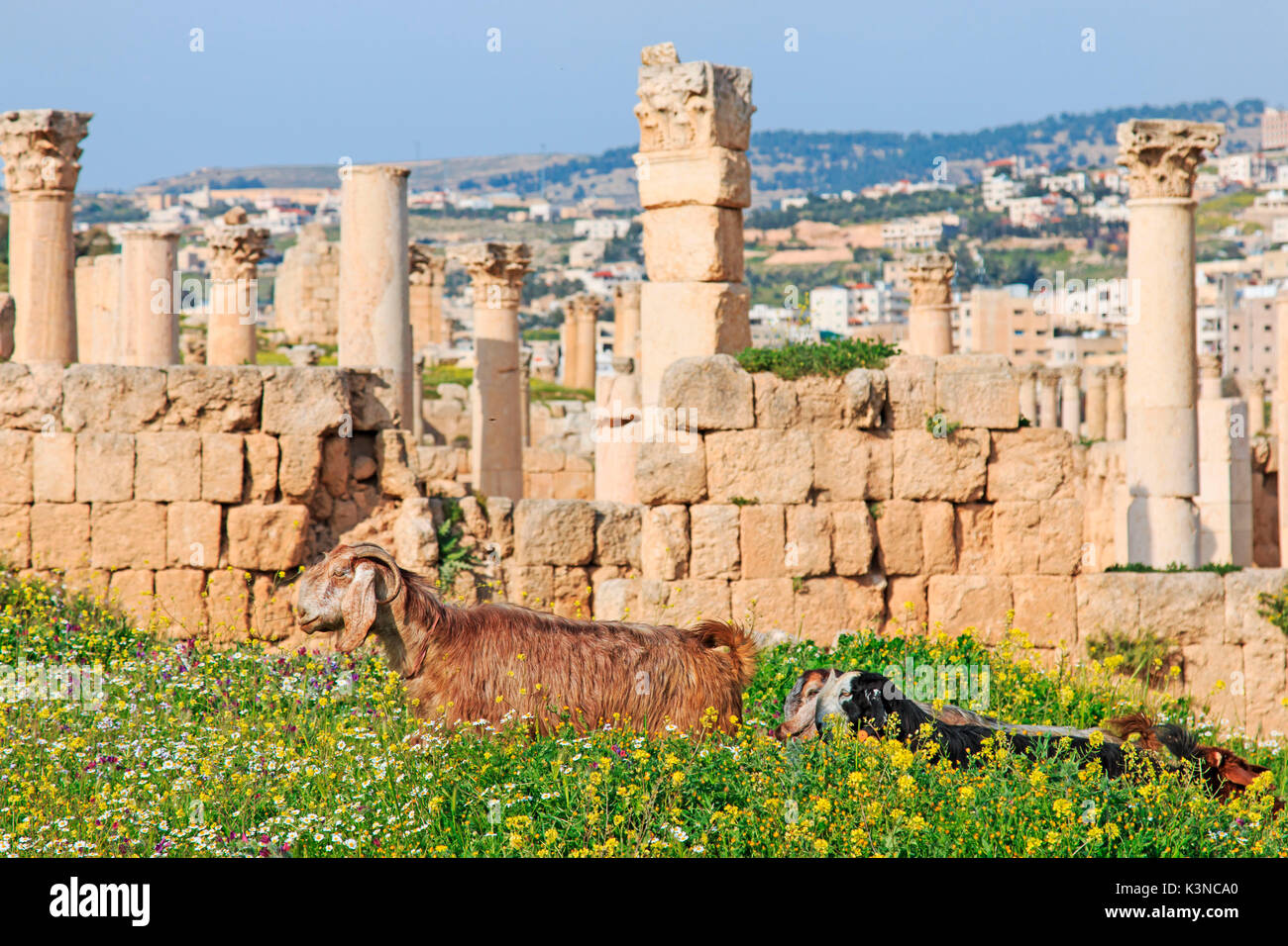 Ruins of the ancient Jerash, the Greco-Roman city of Gerasa in modern ...