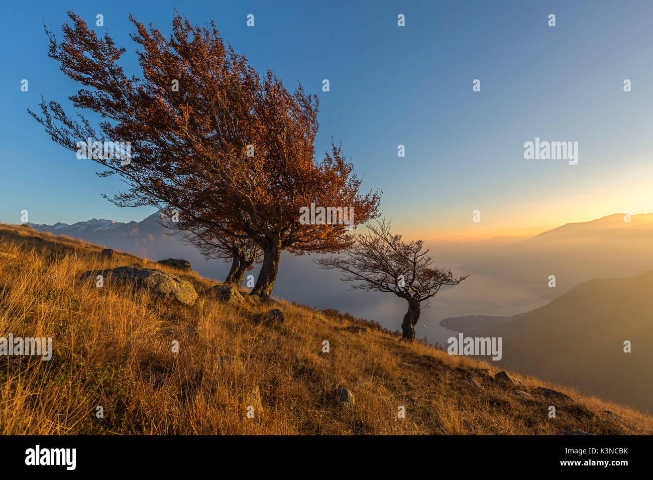 Three beech trees with Lake Como on the background. Alto Lario, Como ...