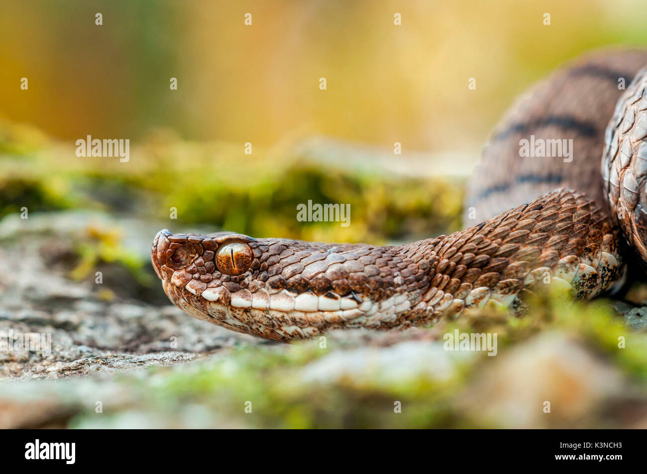 Viper, Trentino Alto-Adige, Italy Stock Photo - Alamy