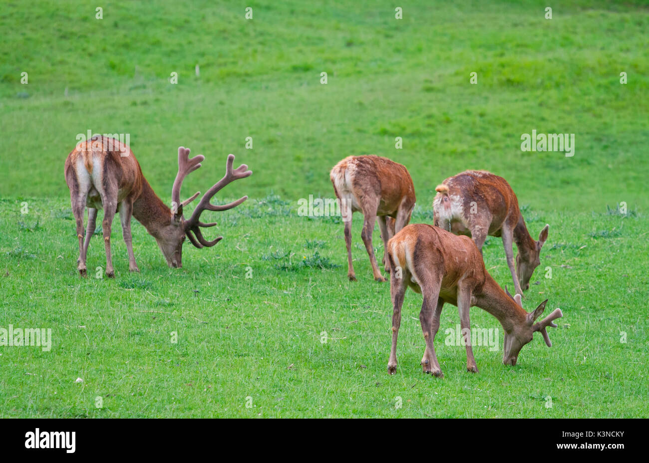 Deer of italy hi-res stock photography and images - Alamy