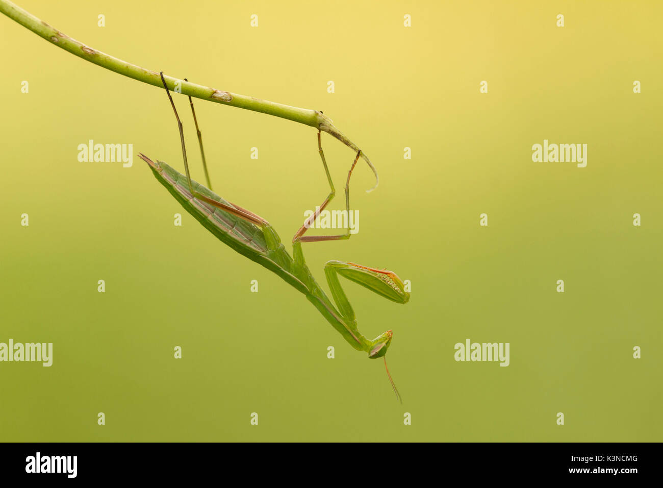 Mantis insect hanging head down. Montevecchia, Lecco, lombardy, Italy ...