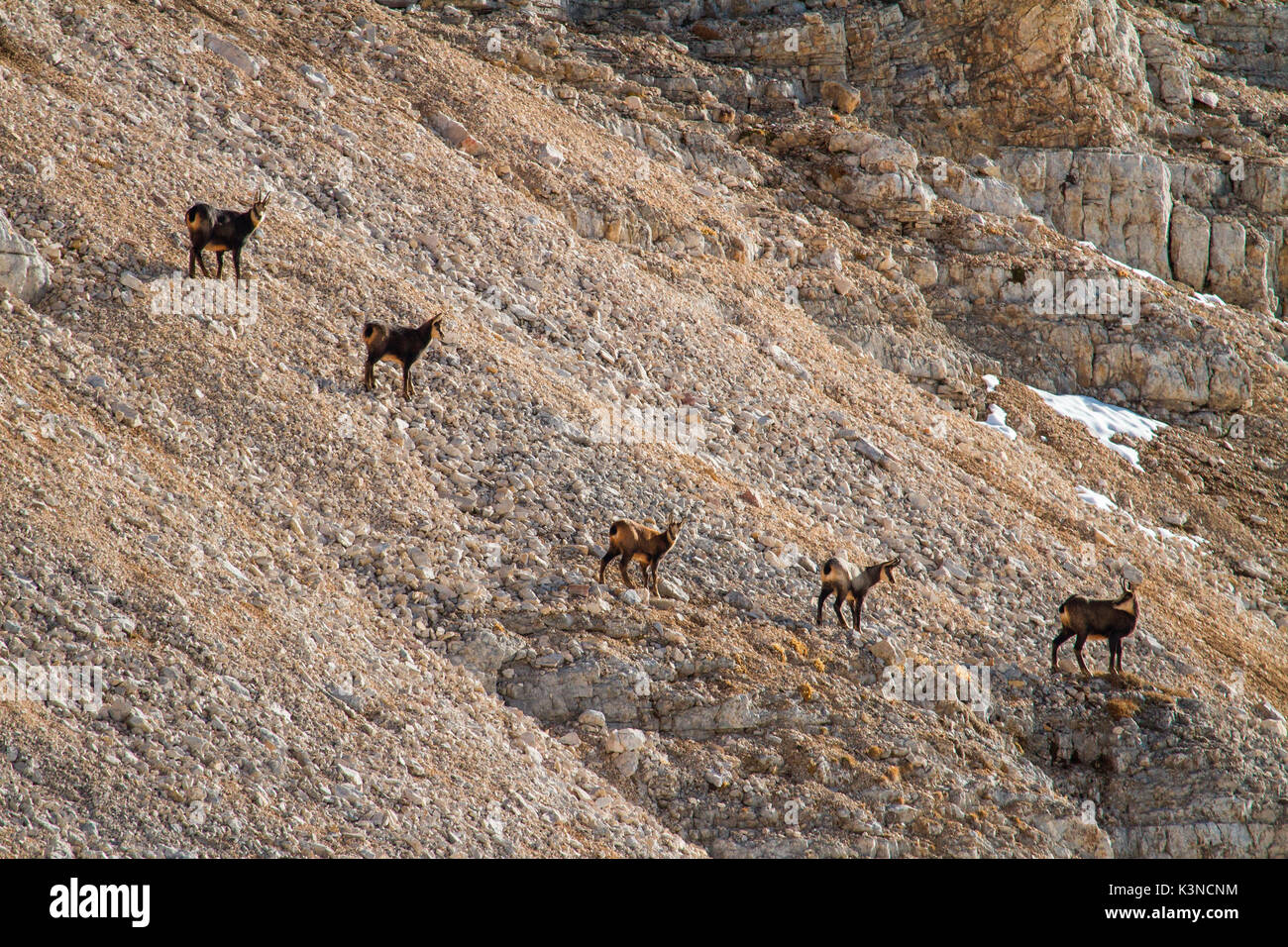 Alpine chamois hi-res stock photography and images - Alamy