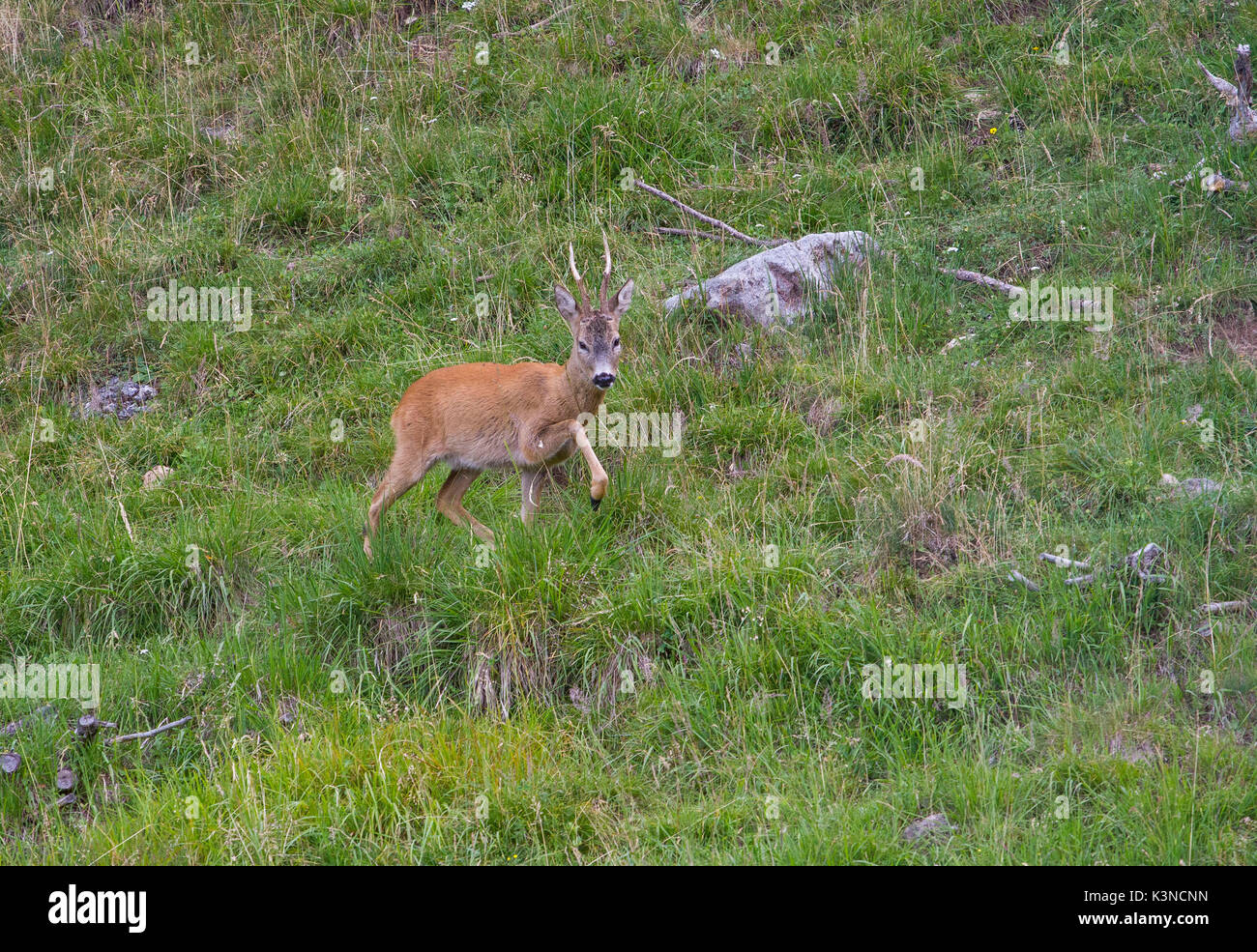 Deer of italy hi-res stock photography and images - Alamy