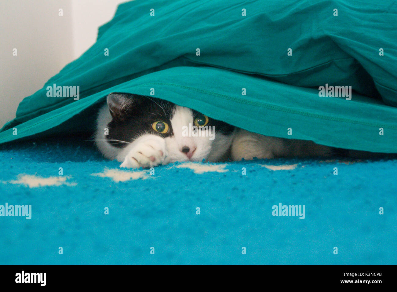 Cat under covers hi-res stock photography and images - Alamy