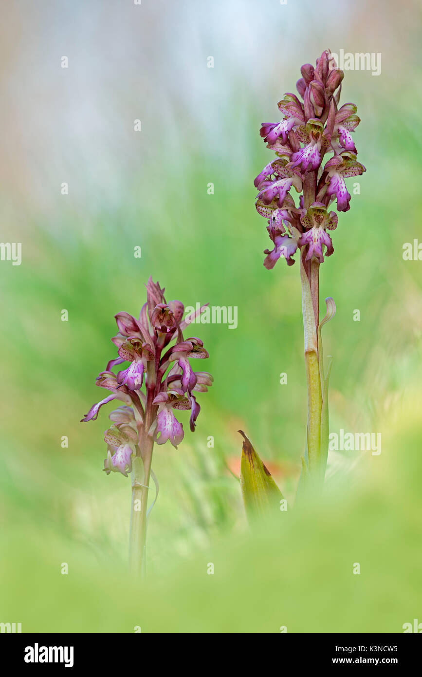Parma countryside hi-res stock photography and images - Alamy
